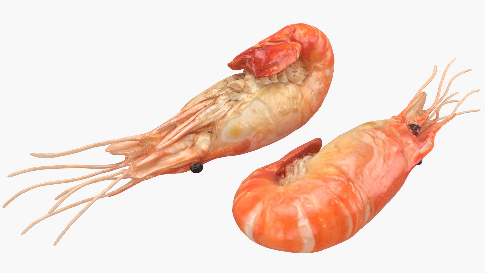 3D Shrimp(1) - TurboSquid 2106834