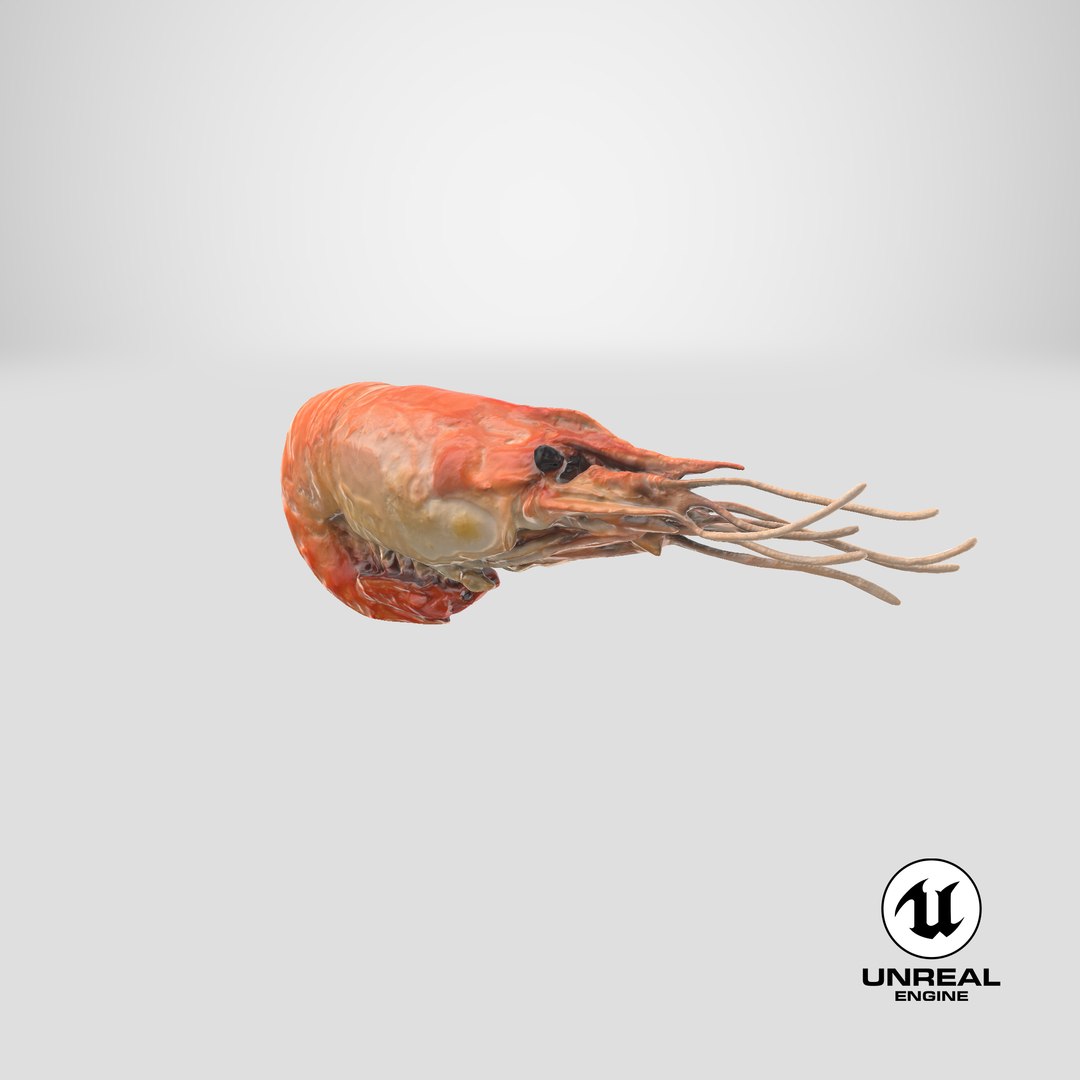 3D Shrimp(1) - TurboSquid 2106834