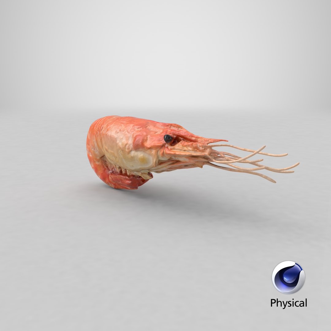 3D Shrimp(1) - TurboSquid 2106834