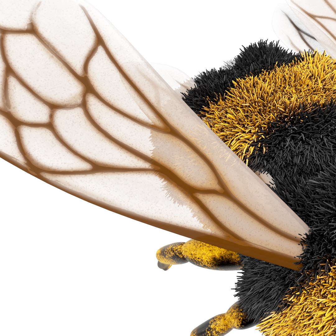 3D Bumblebee Cartoon Rigged Animation - TurboSquid 1658078