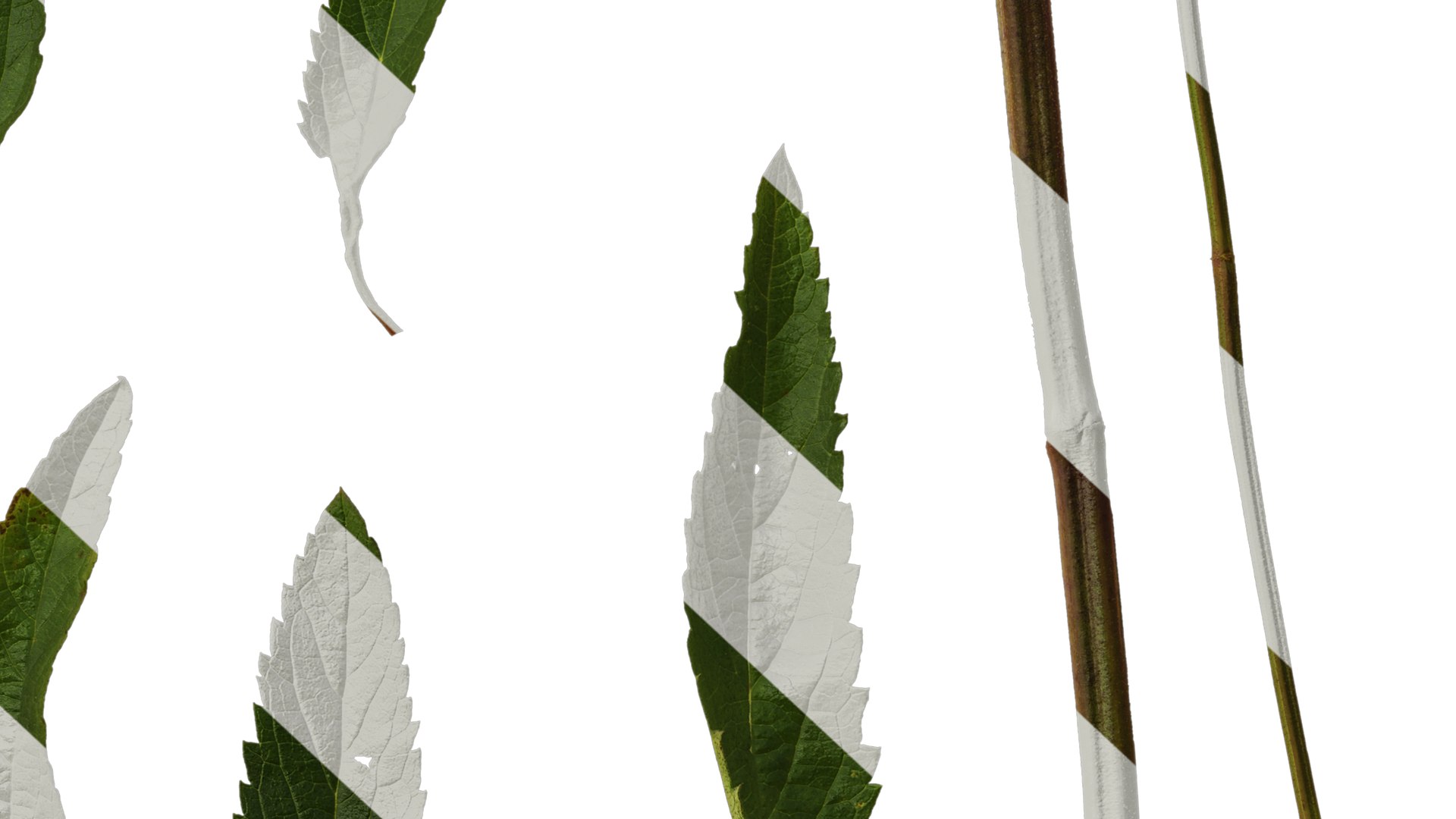 Anydrafts Salvia Jamensis Antonio Leaf 01 Textures Model - TurboSquid ...