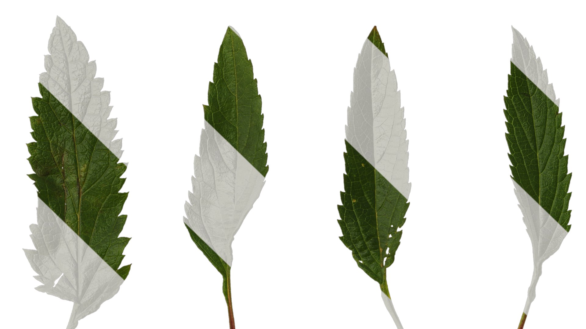 Anydrafts Salvia Jamensis Antonio Leaf 01 Textures Model - TurboSquid ...