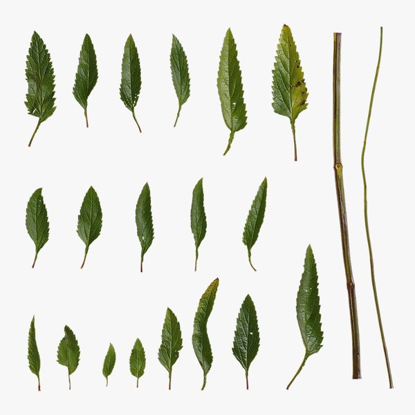 Anydrafts Salvia jamensis antonio 잎 01 텍스처 3D 모델 - TurboSquid 2358879