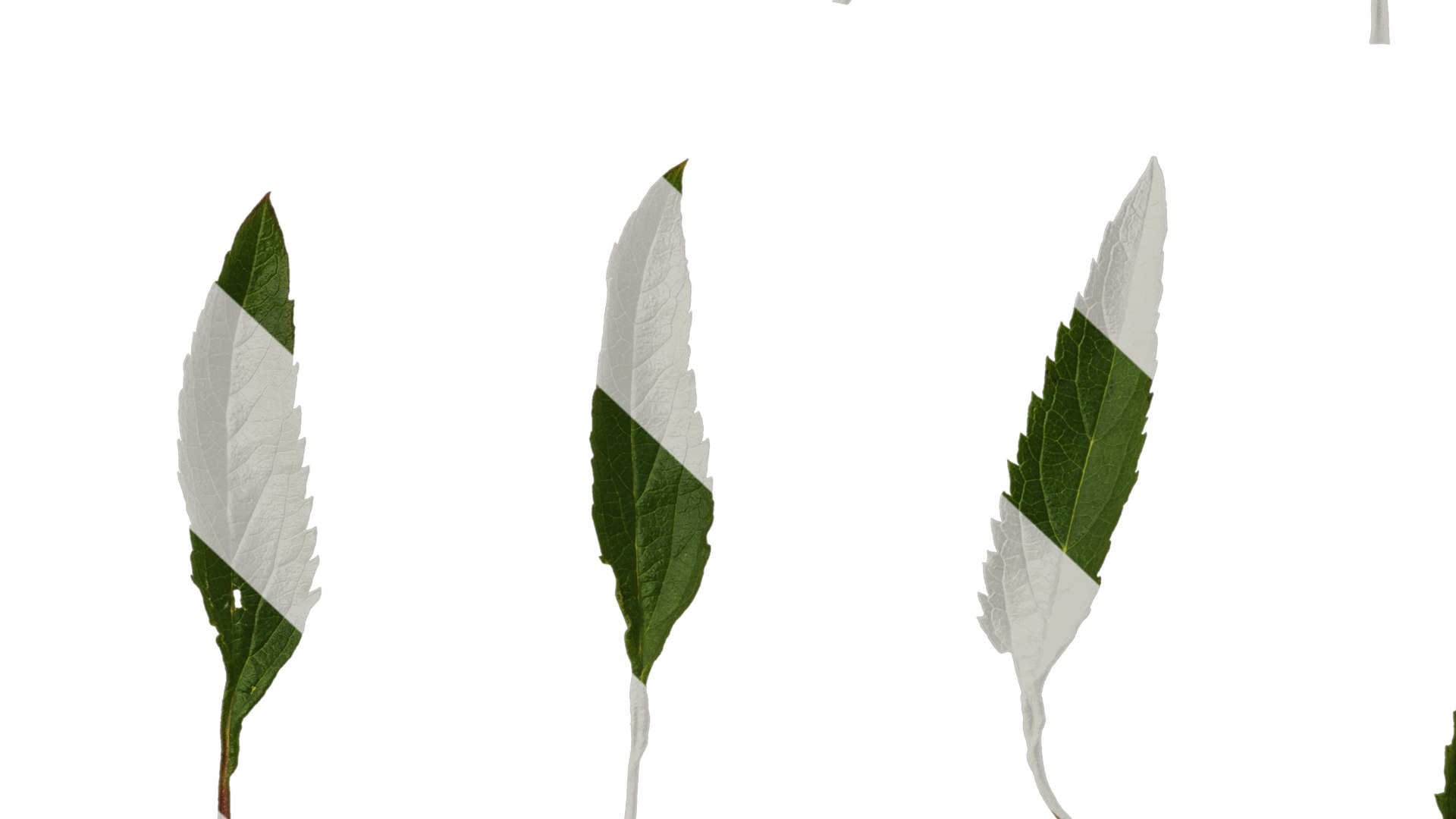 Anydrafts Salvia Jamensis Antonio Leaf 01 Textures Model - TurboSquid ...