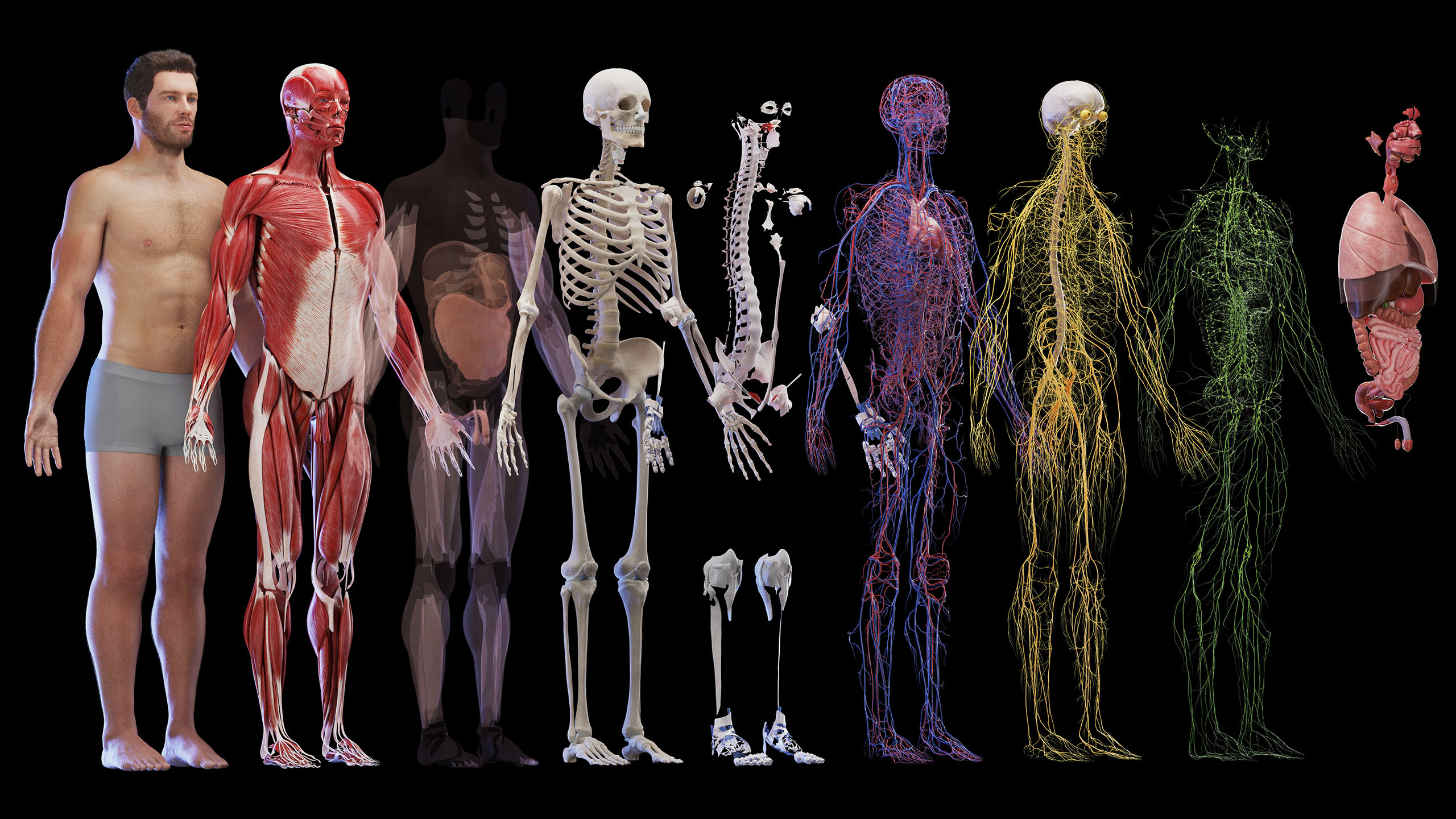 Medically Accurate Male Human Anatomy Modelo 3D - TurboSquid 2038982