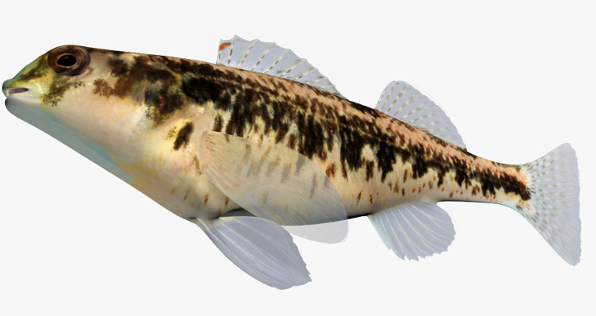 3d Etheostoma Barrenense Splendid Darter Model