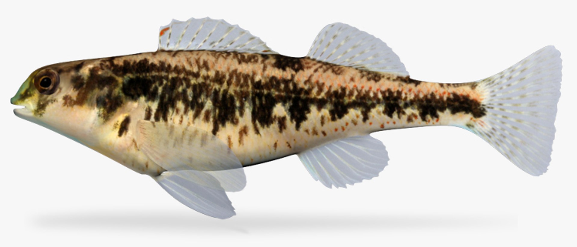 3d Etheostoma Barrenense Splendid Darter Model