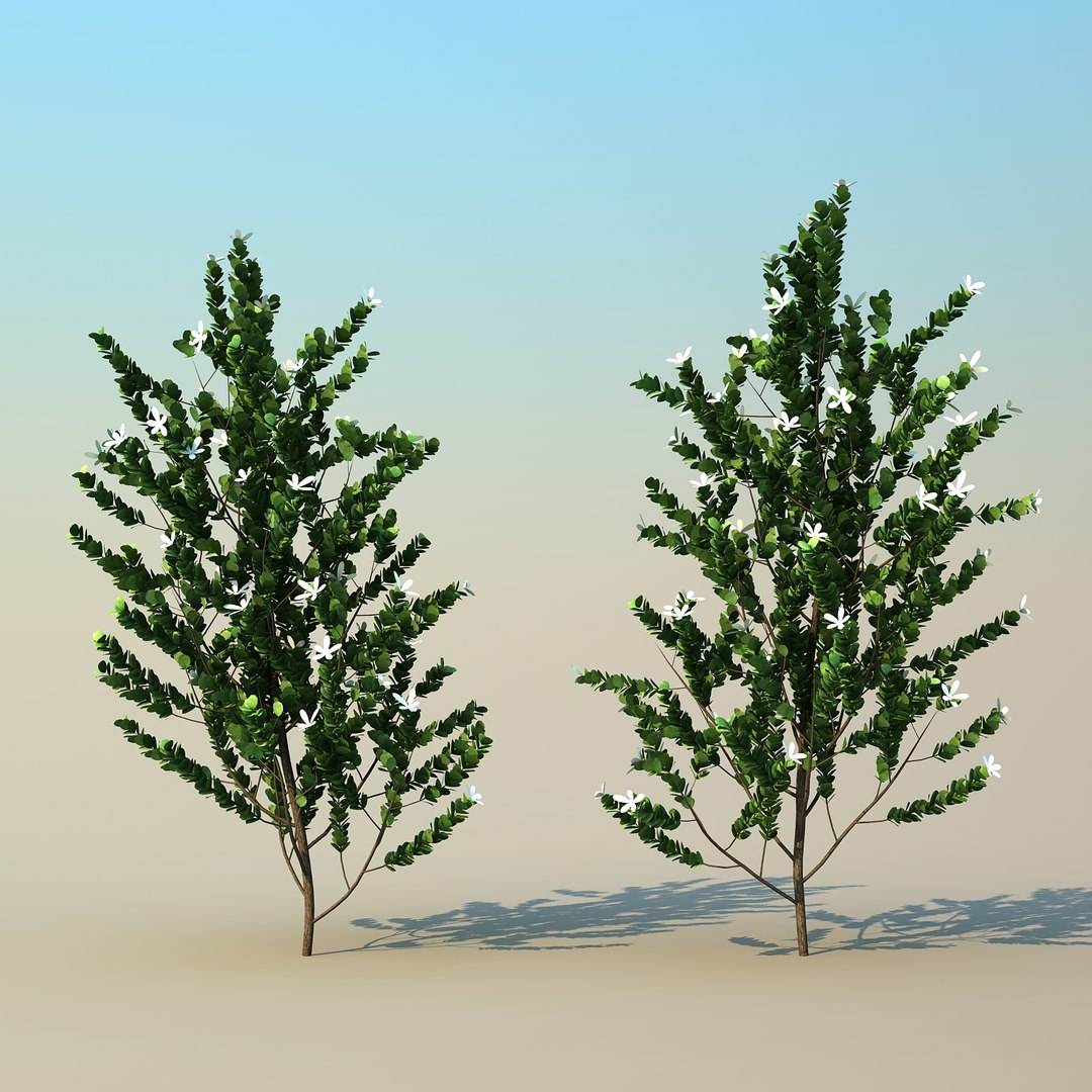 3d model tree scatter