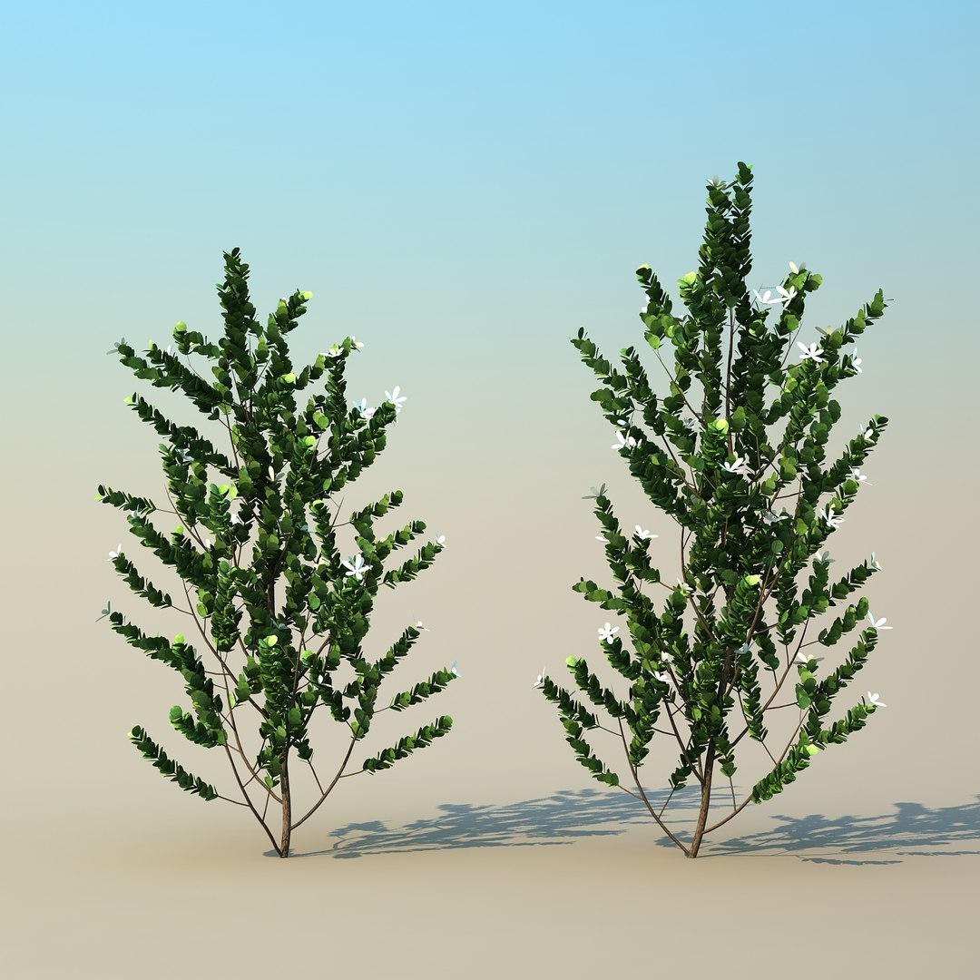 3d model tree scatter