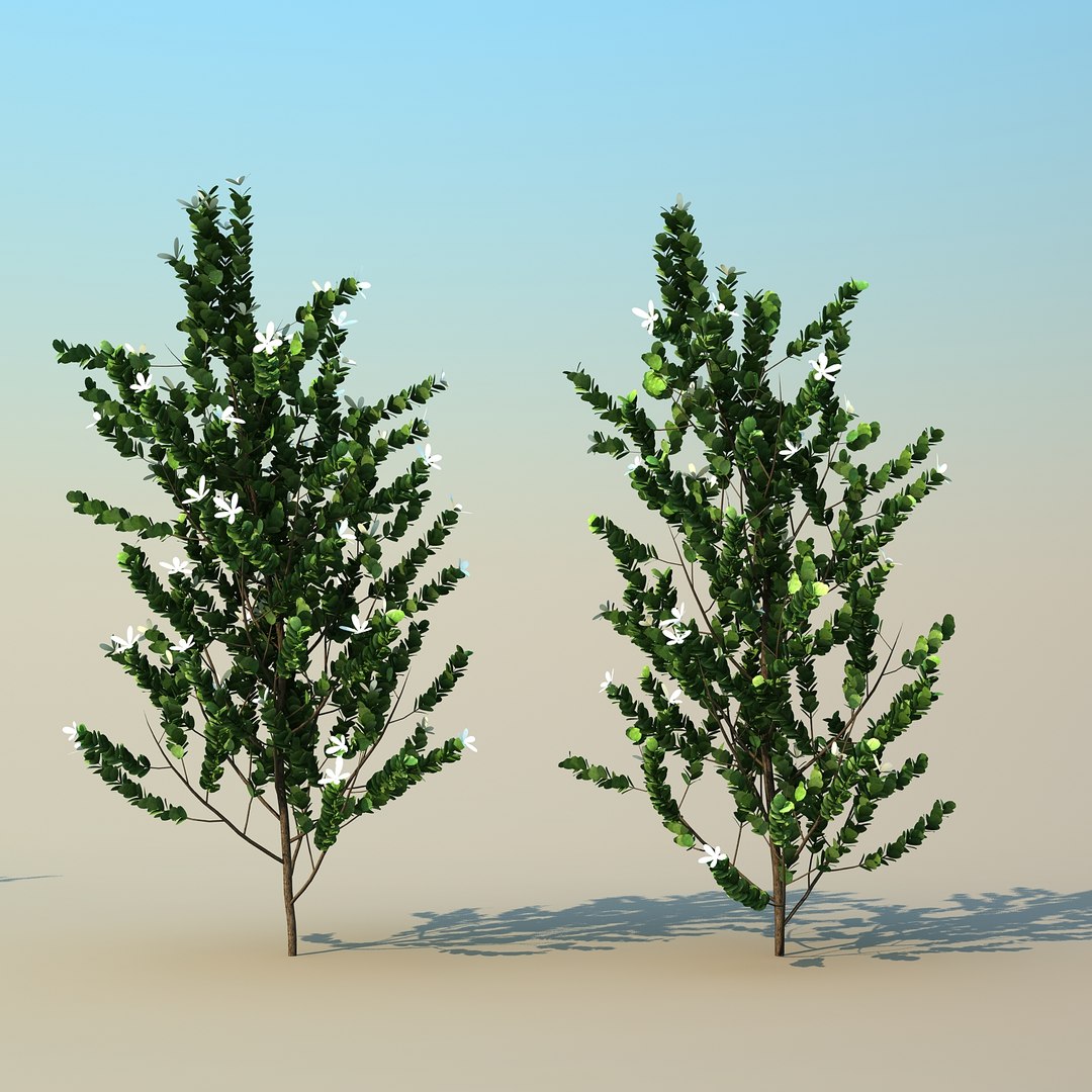 3d model tree scatter