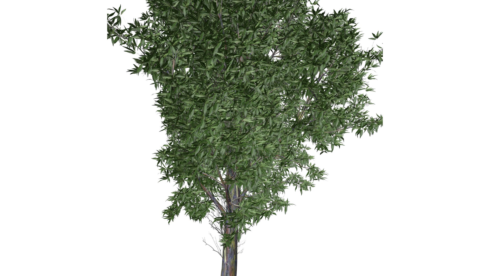 3D Rainbow Gum Tree - 05 - - TurboSquid 2377636