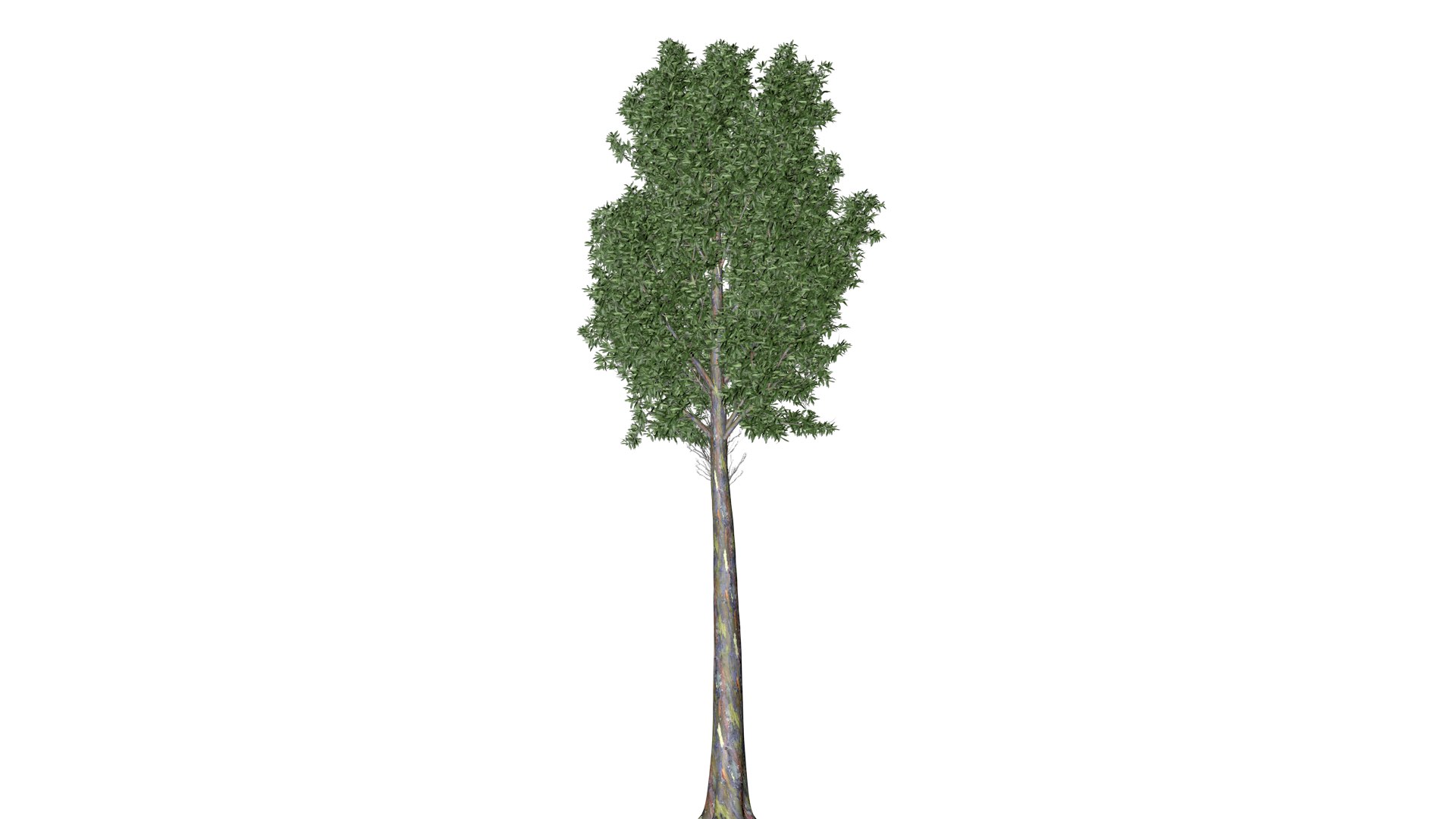 3D Rainbow Gum Tree - 05 - - TurboSquid 2377636