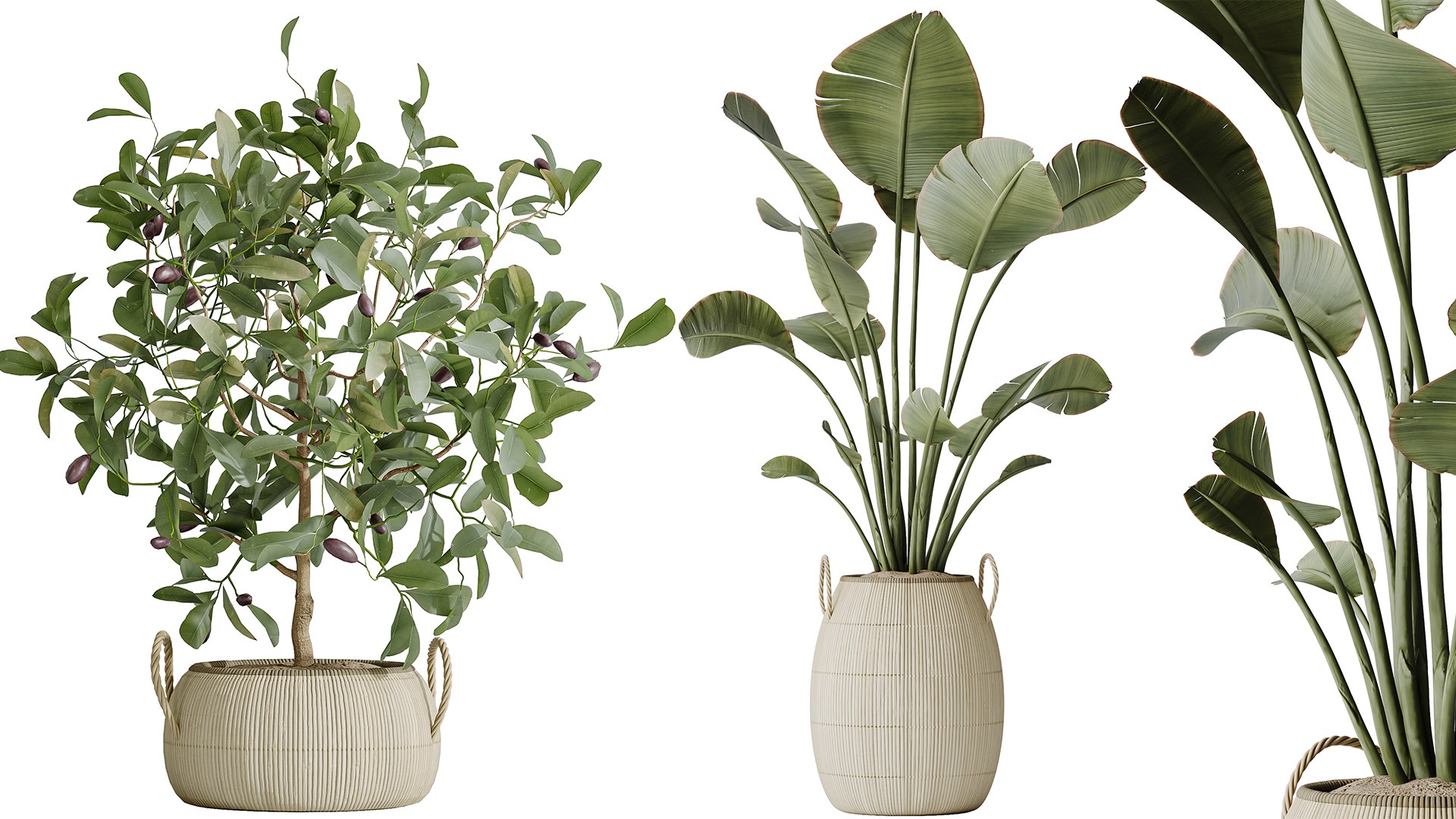 AV Indoor Plants Set 161 Arbequina Wilsonii Chemlali Olive And Ravenala ...