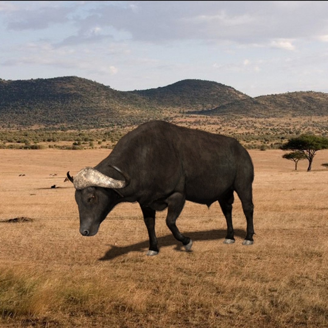 3d Buffalo Animations Model