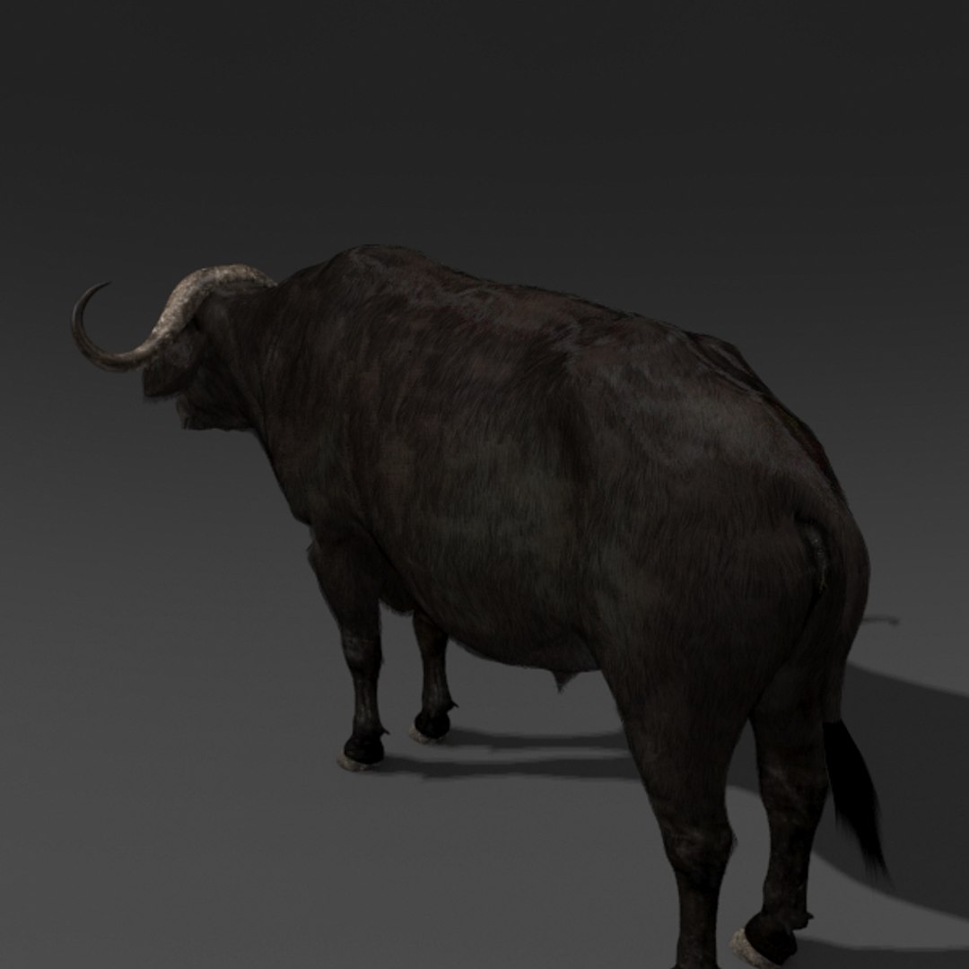 3d Buffalo Animations Model