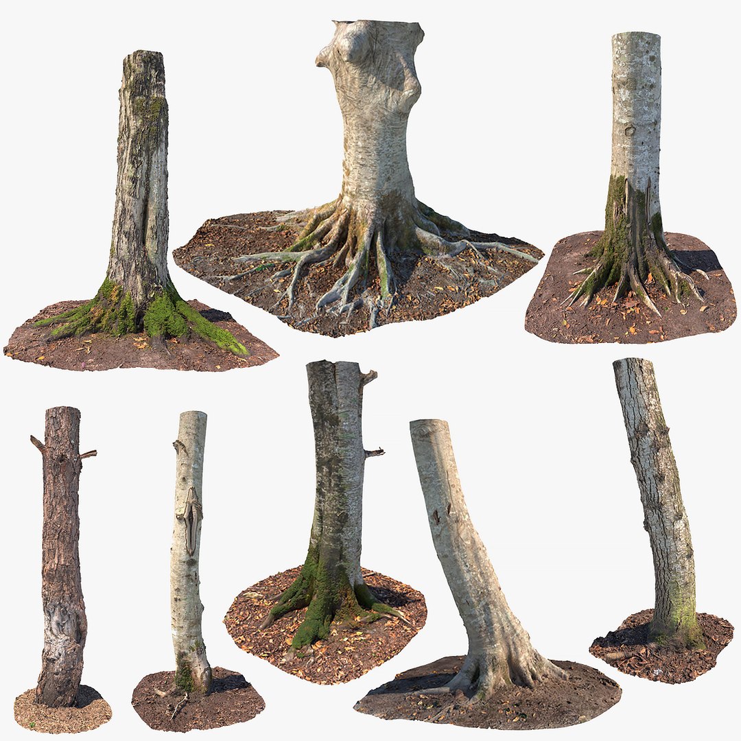 tree trunk collection