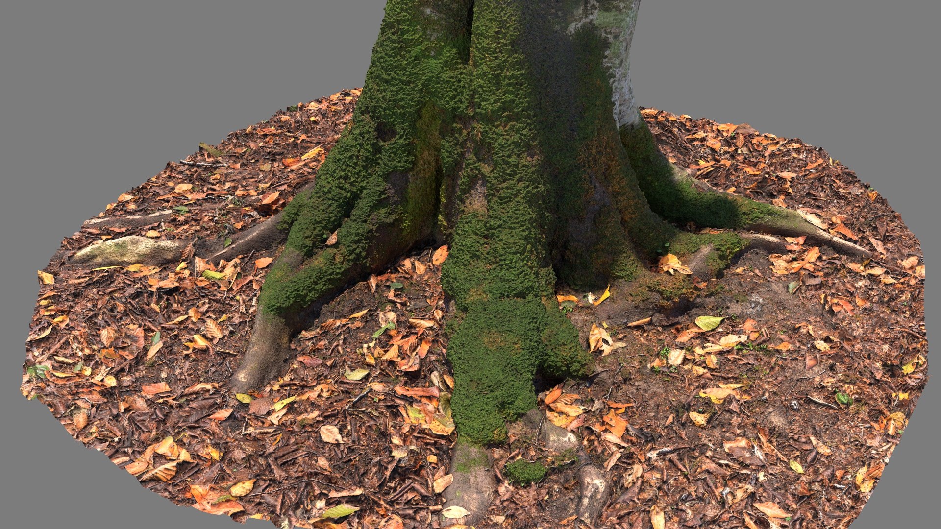 Forest Tree Trunks Collection 3D model - TurboSquid 2171184