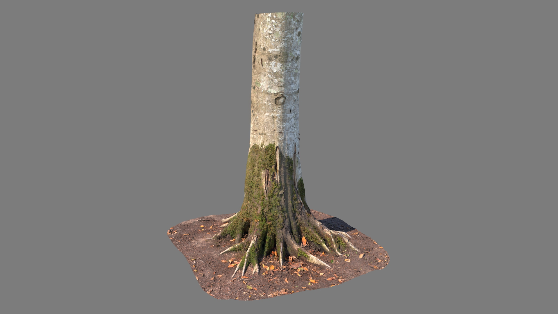 Forest Tree Trunks Collection 3D Model - TurboSquid 2171184