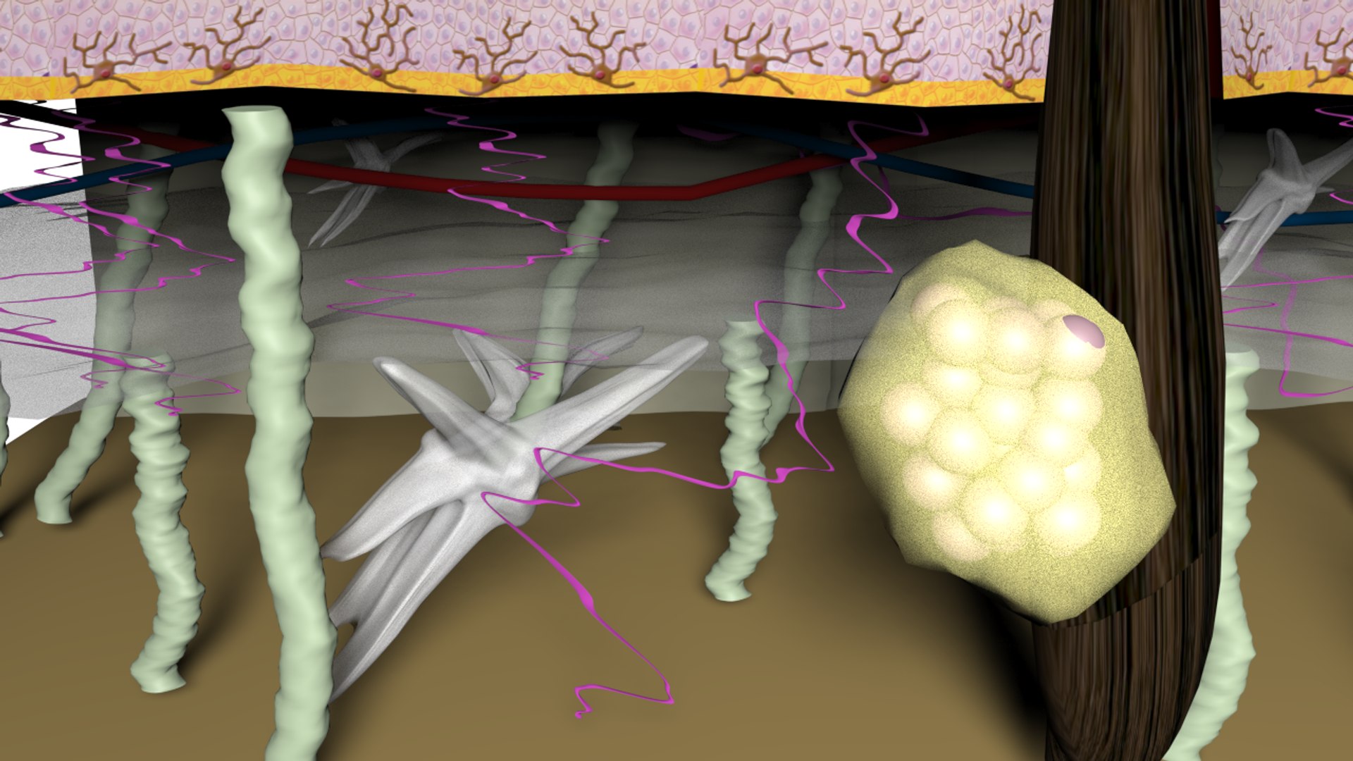 Layers Skin Hair 3D Model - TurboSquid 1222355