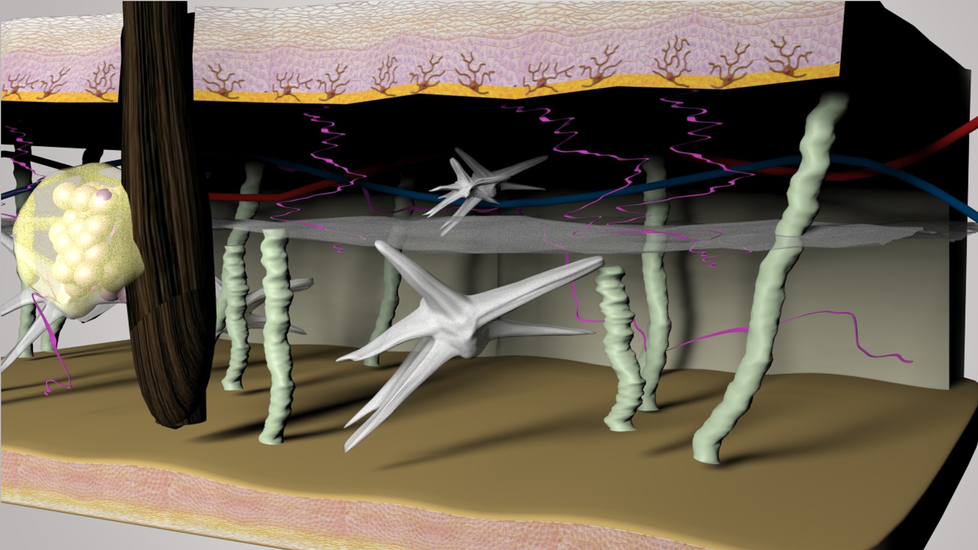 Layers Skin Hair 3D Model - TurboSquid 1222355