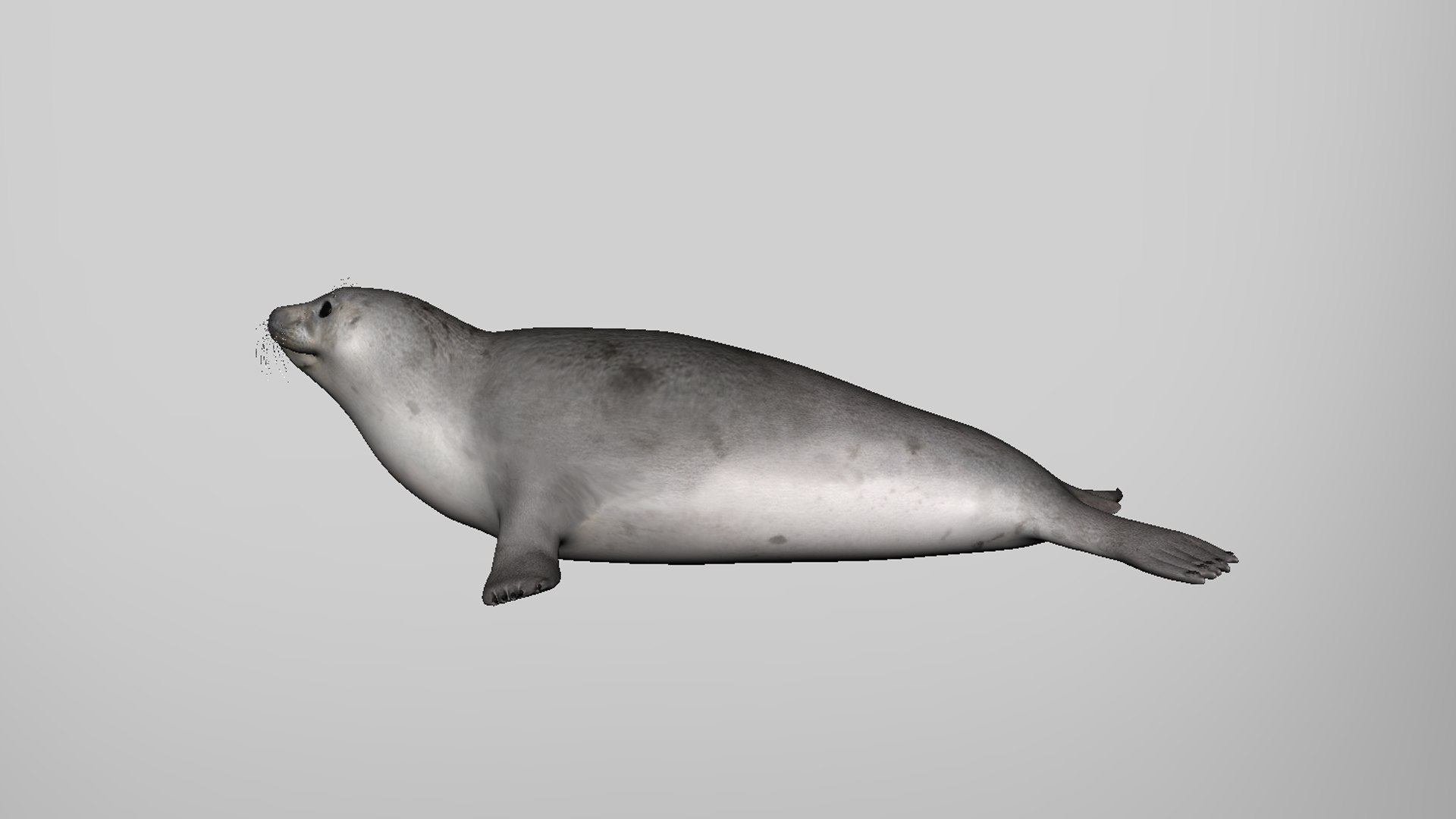 3D Seal 3d Model Model - TurboSquid 1756496