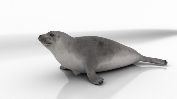 3D Seal Models | TurboSquid