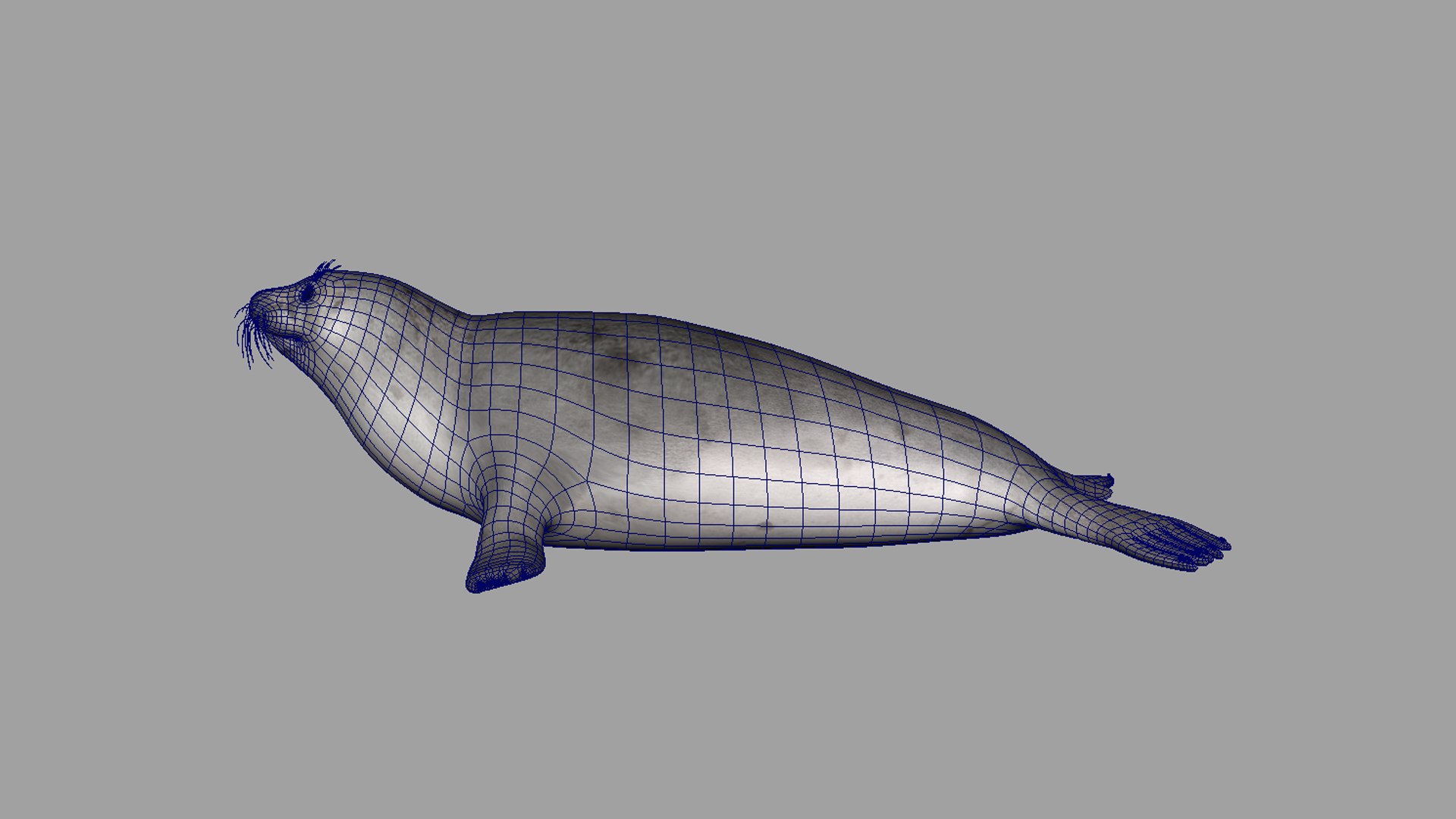 3D Seal 3d Model Model - TurboSquid 1756496