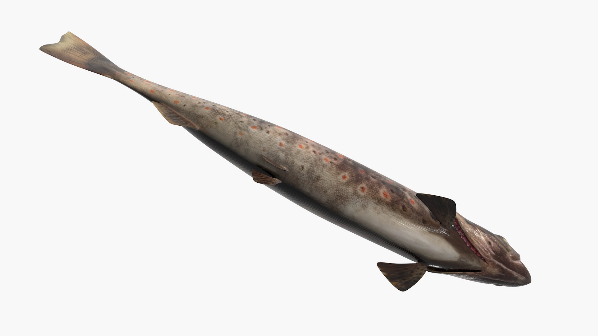 3D model Trout - TurboSquid 1752055