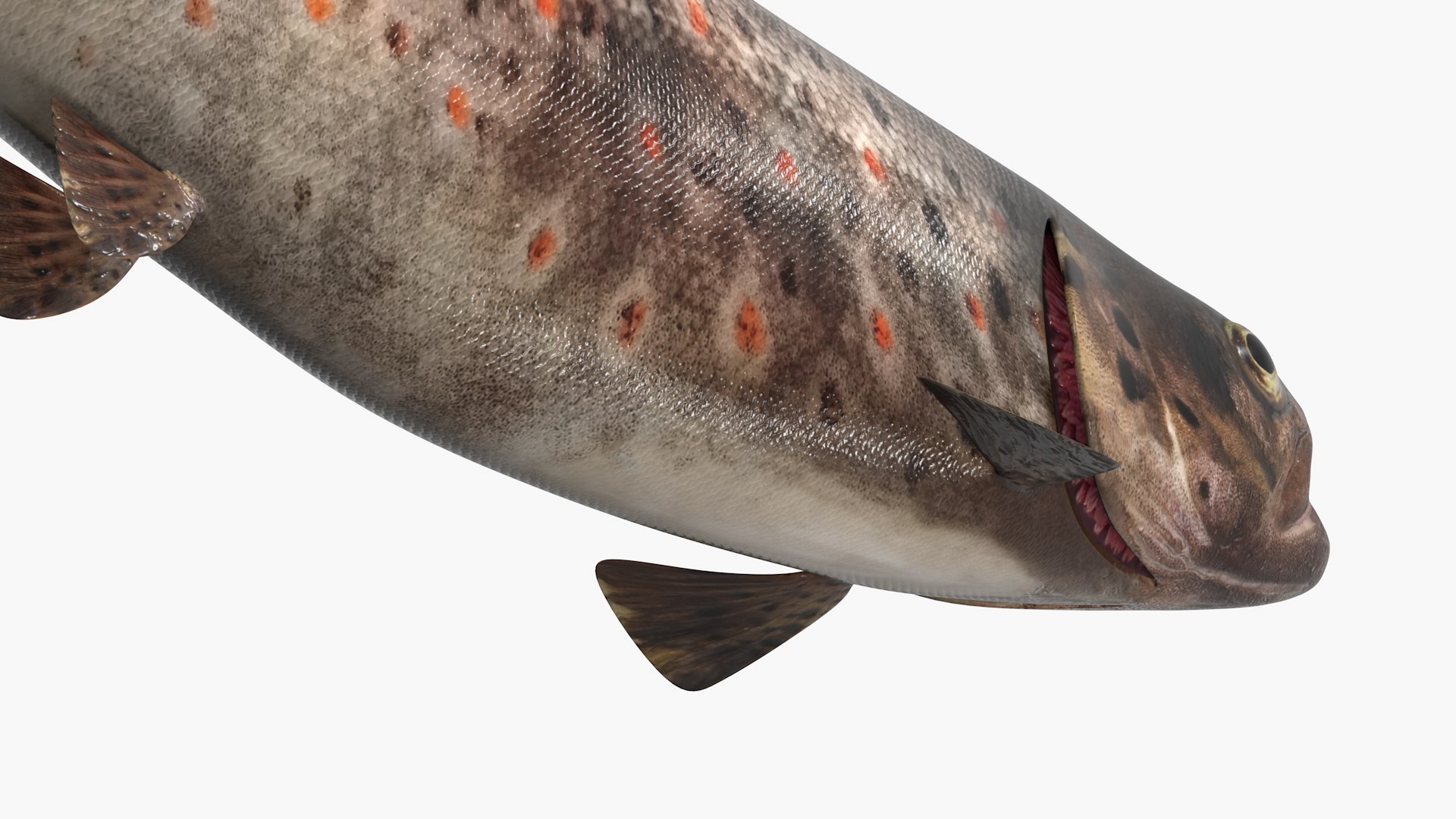 3D model Trout - TurboSquid 1752055