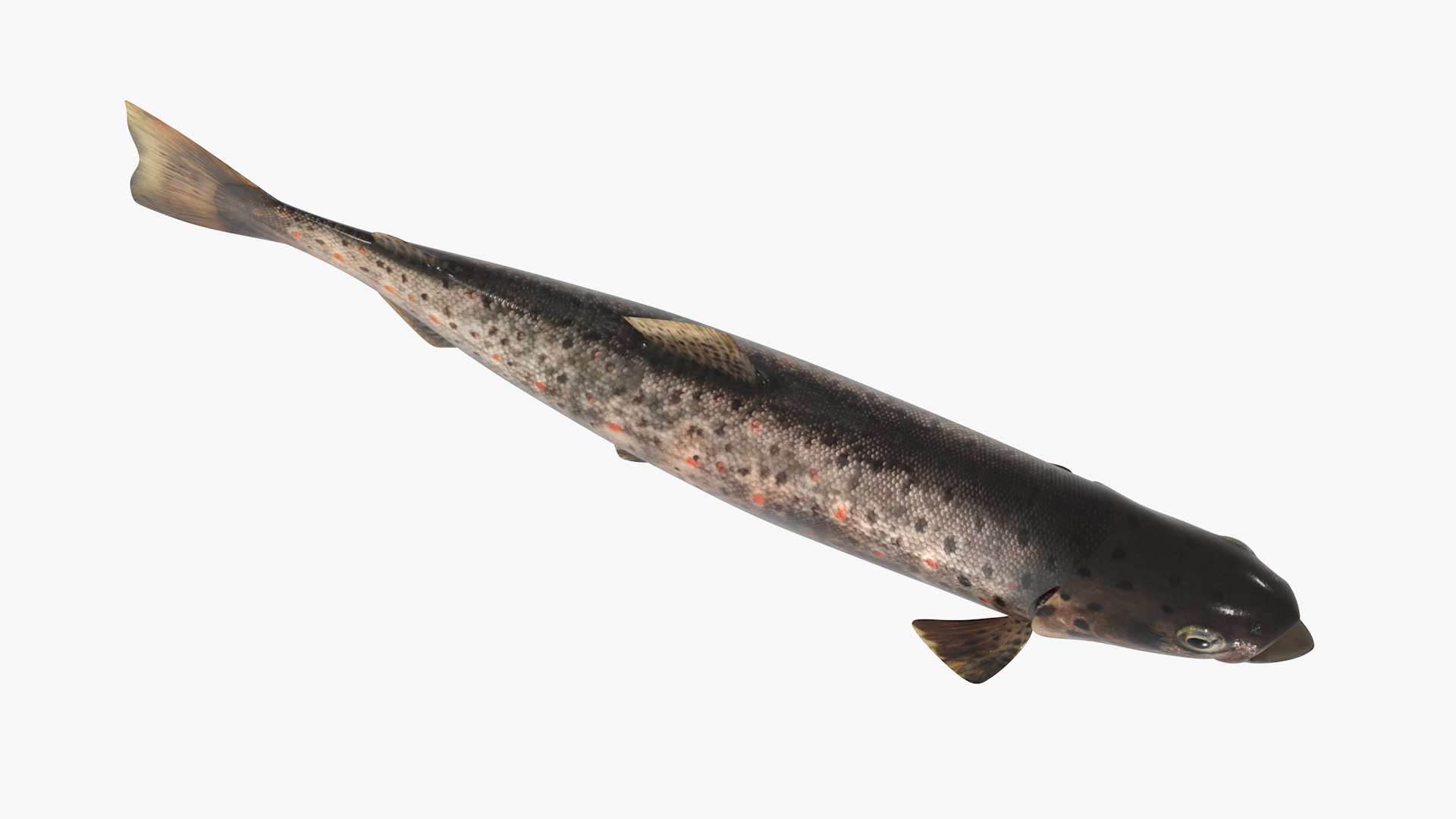 3D model Trout - TurboSquid 1752055