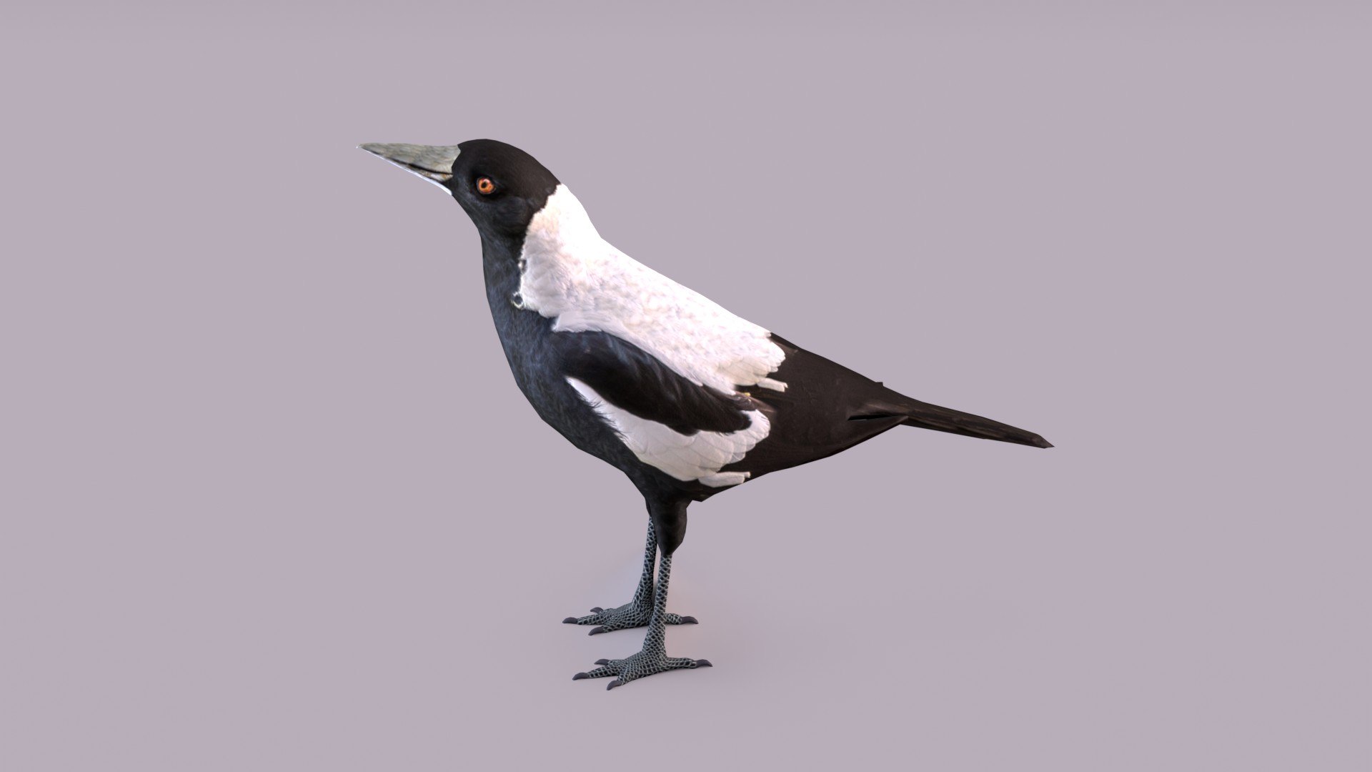 Nature Bird Animal 3D - TurboSquid 1434098