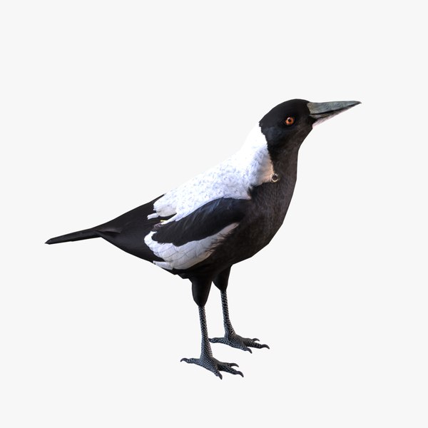 Magpie 3D Models for Download | TurboSquid