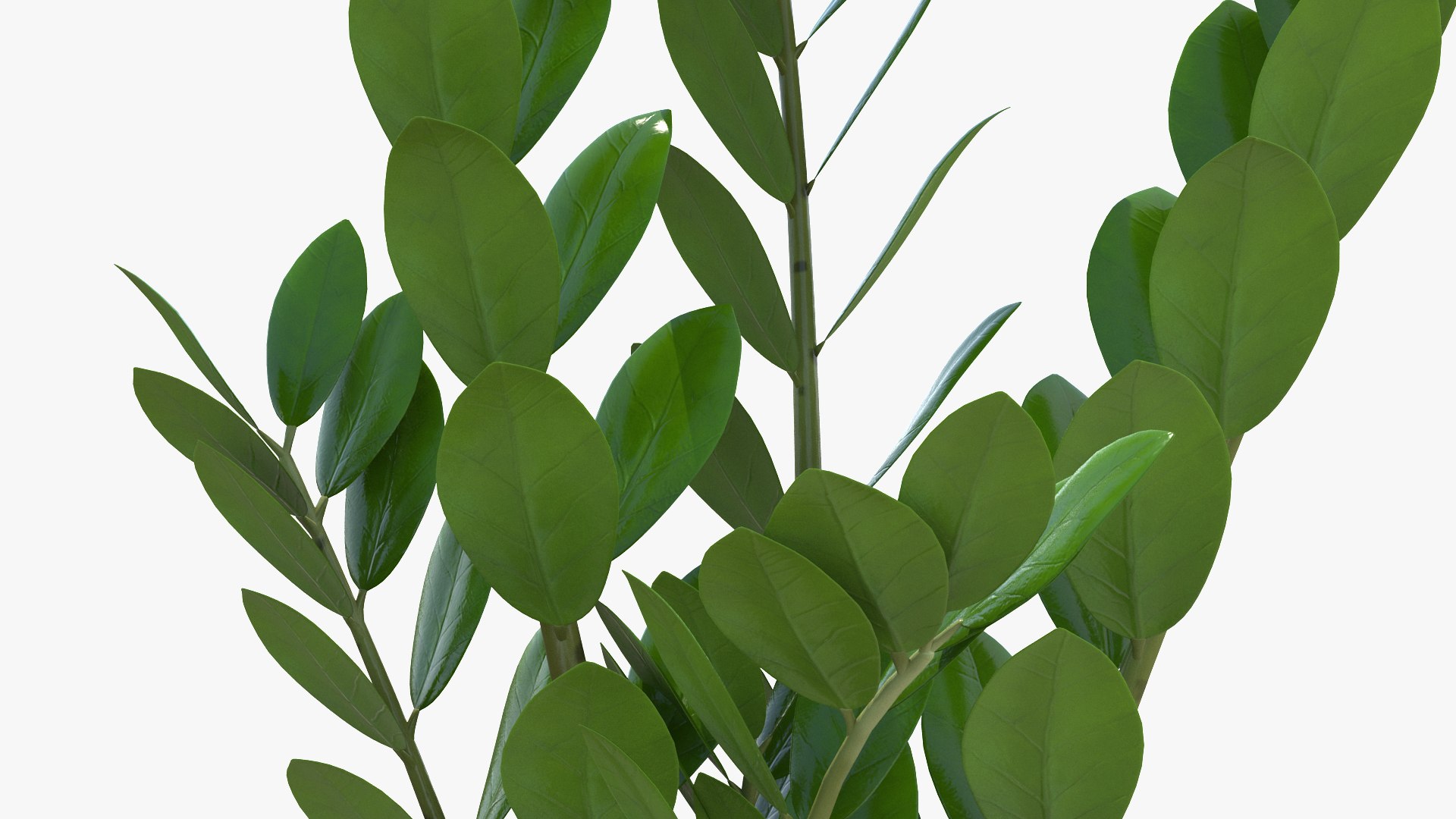 3D fern arum zamioculcas - TurboSquid 1558754