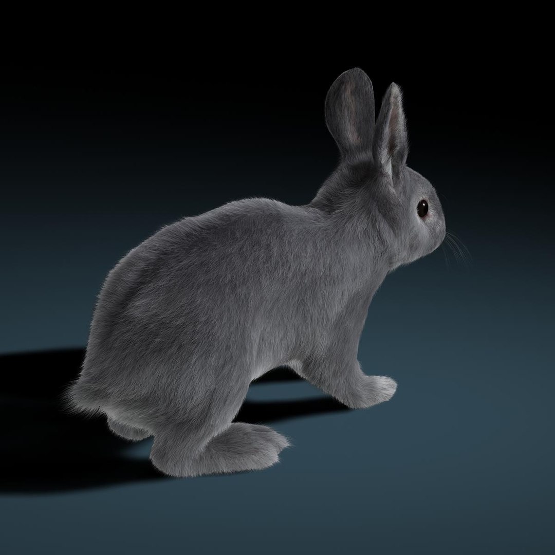 3d Model Rabbit Grey Fur