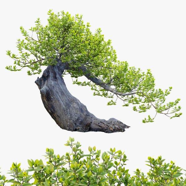 3D Bonsai plant 04 model - TurboSquid 1933068