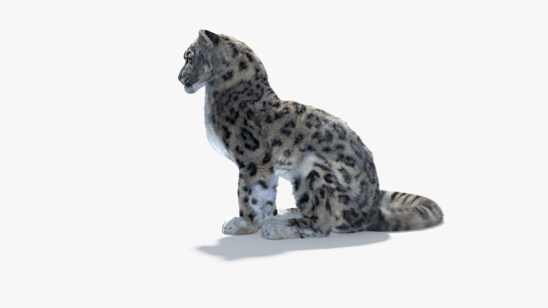 rigged snow leopard animation max