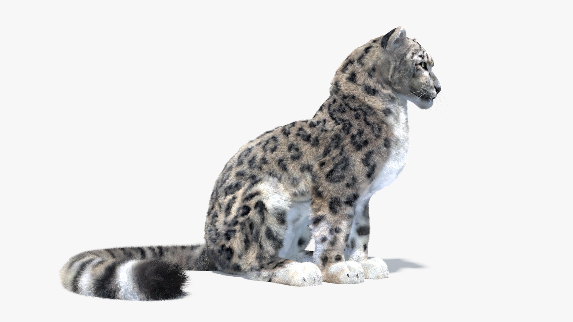 rigged snow leopard animation max