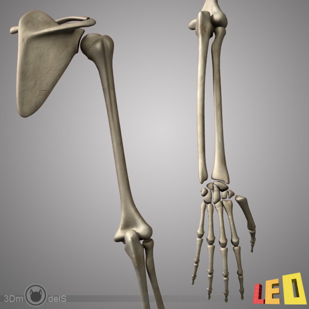 Human Arm Skeleton 2 3d 3ds