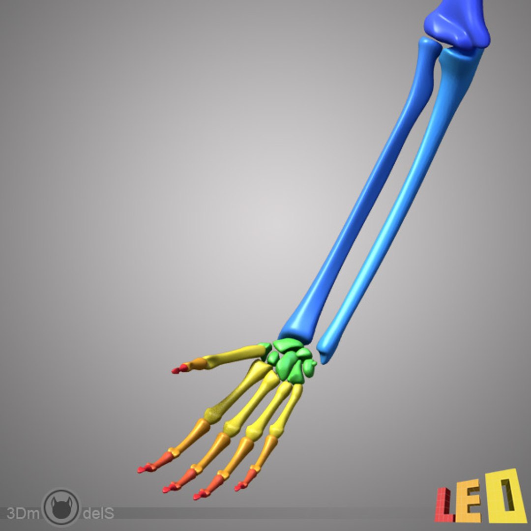 Human Arm Skeleton 2 3d 3ds