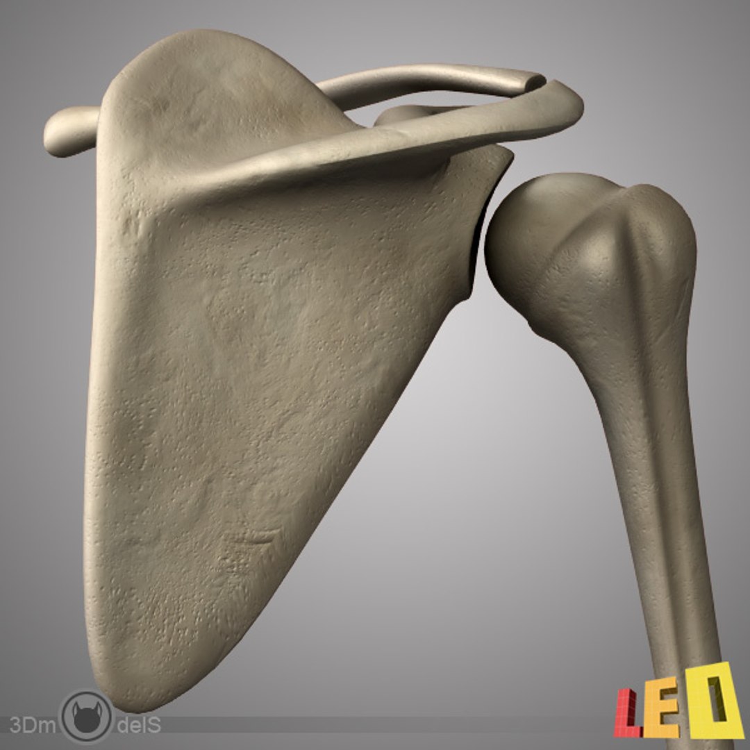 Human Arm Skeleton 2 3d 3ds