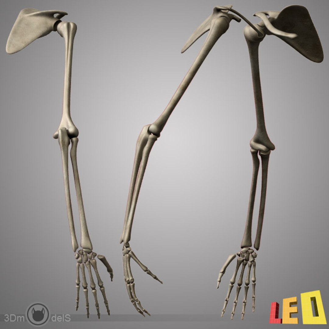 Human Arm Skeleton 2 3d 3ds