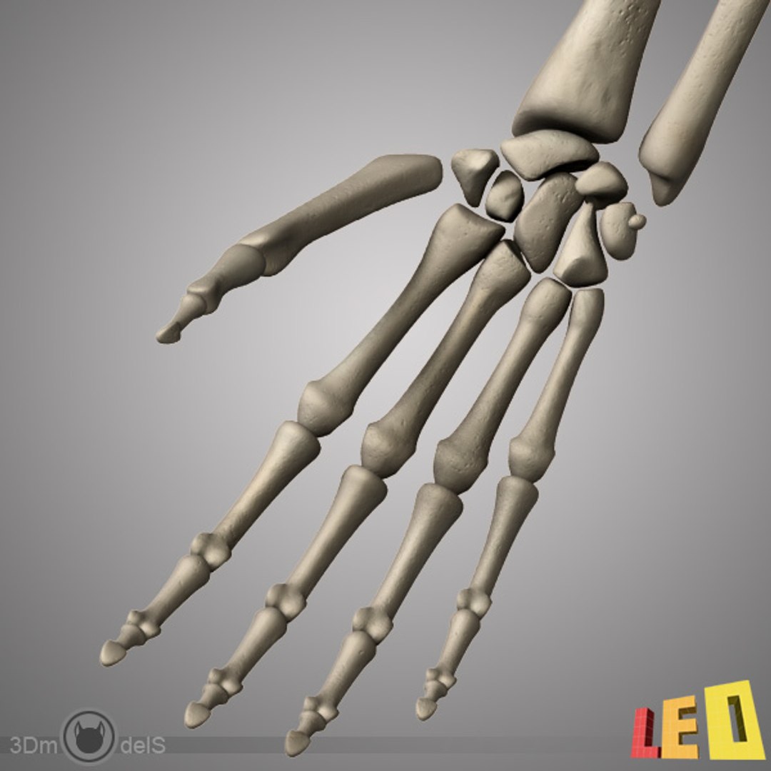 Human Arm Skeleton 2 3d 3ds