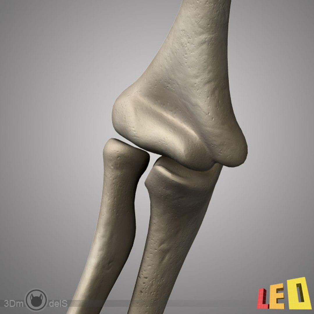 Human Arm Skeleton 2 3d 3ds