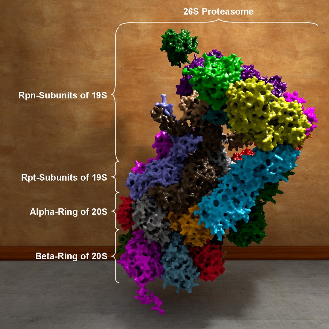 Maya 20s Proteasome