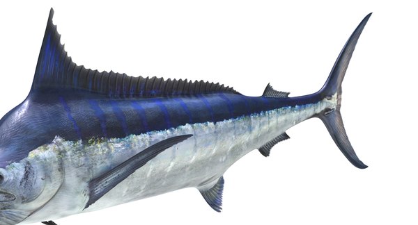 3d blue marlin