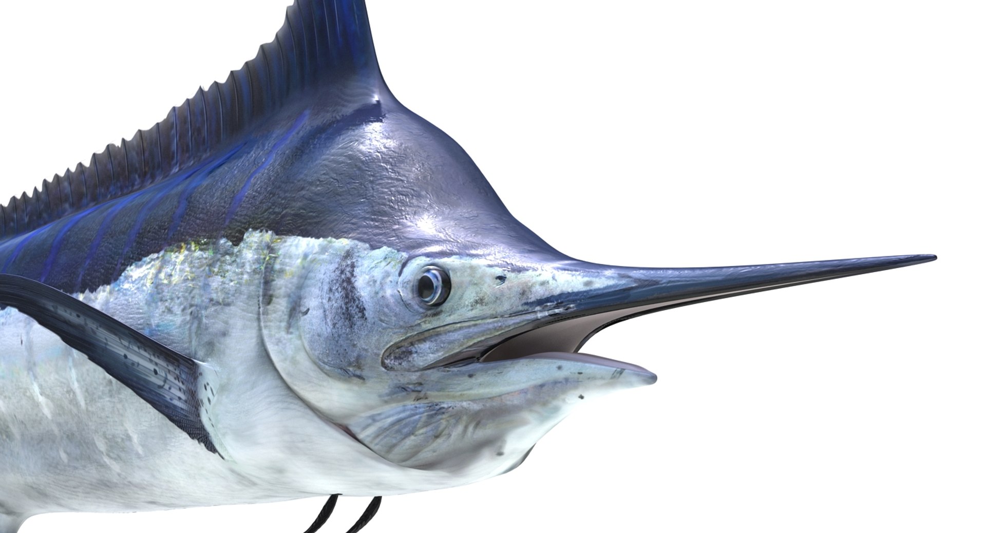 3d blue marlin