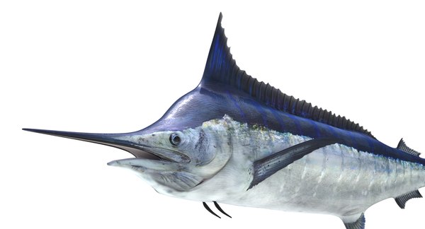 3d blue marlin