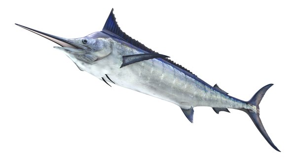 3d blue marlin
