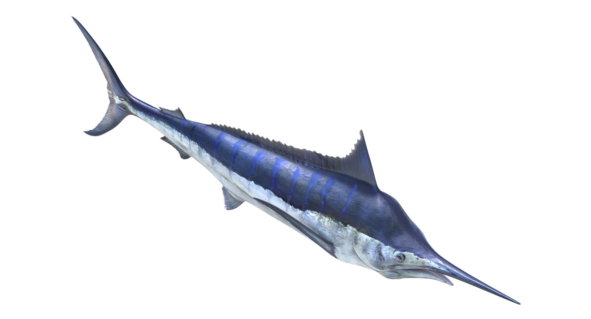 3d blue marlin