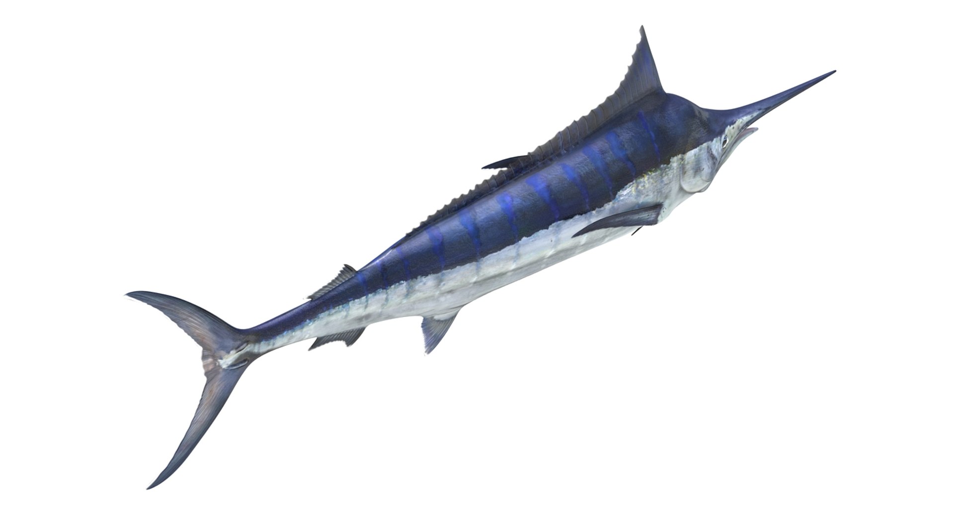 3d blue marlin